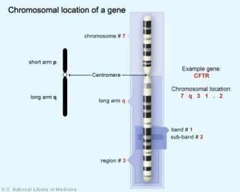 Chapter 3. Chromosomal Composition and Nomenclature – Human Genetics