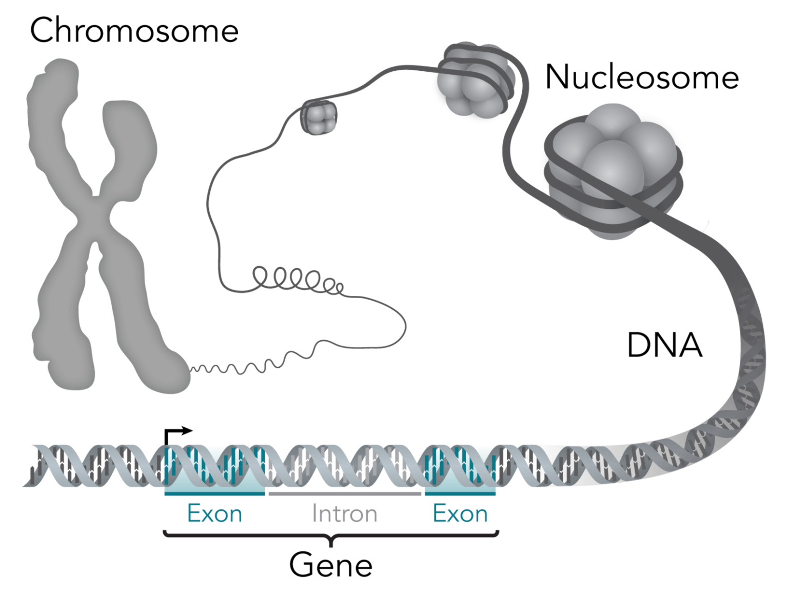 Chapter 3. Chromosomal Composition and Nomenclature – Human Genetics
