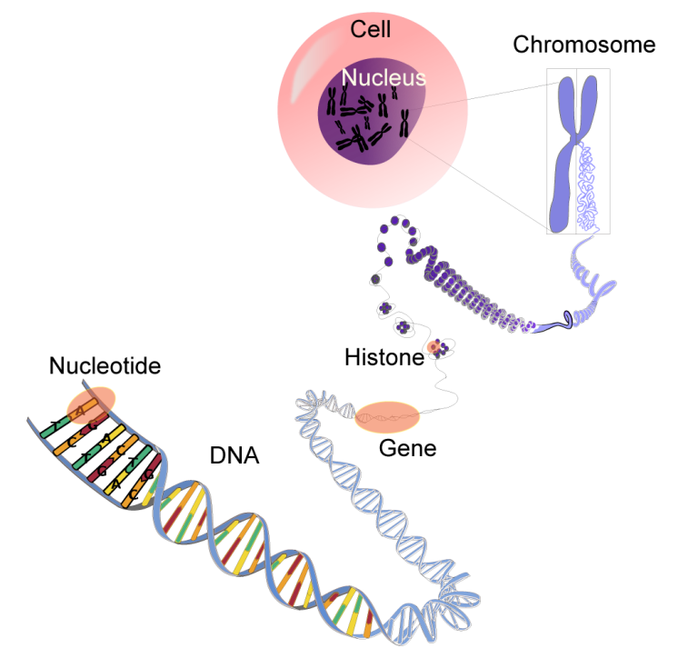 Chapter 4. DNA Replication – Human Genetics