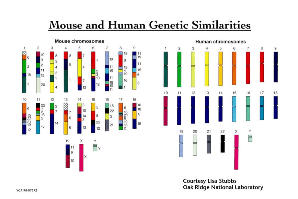 Chapter 16. Human Evolutionary Genetics – Human Genetics