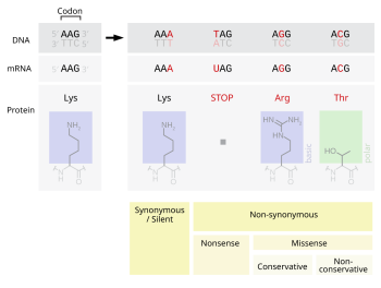 Chapter 10. Mutations – Human Genetics